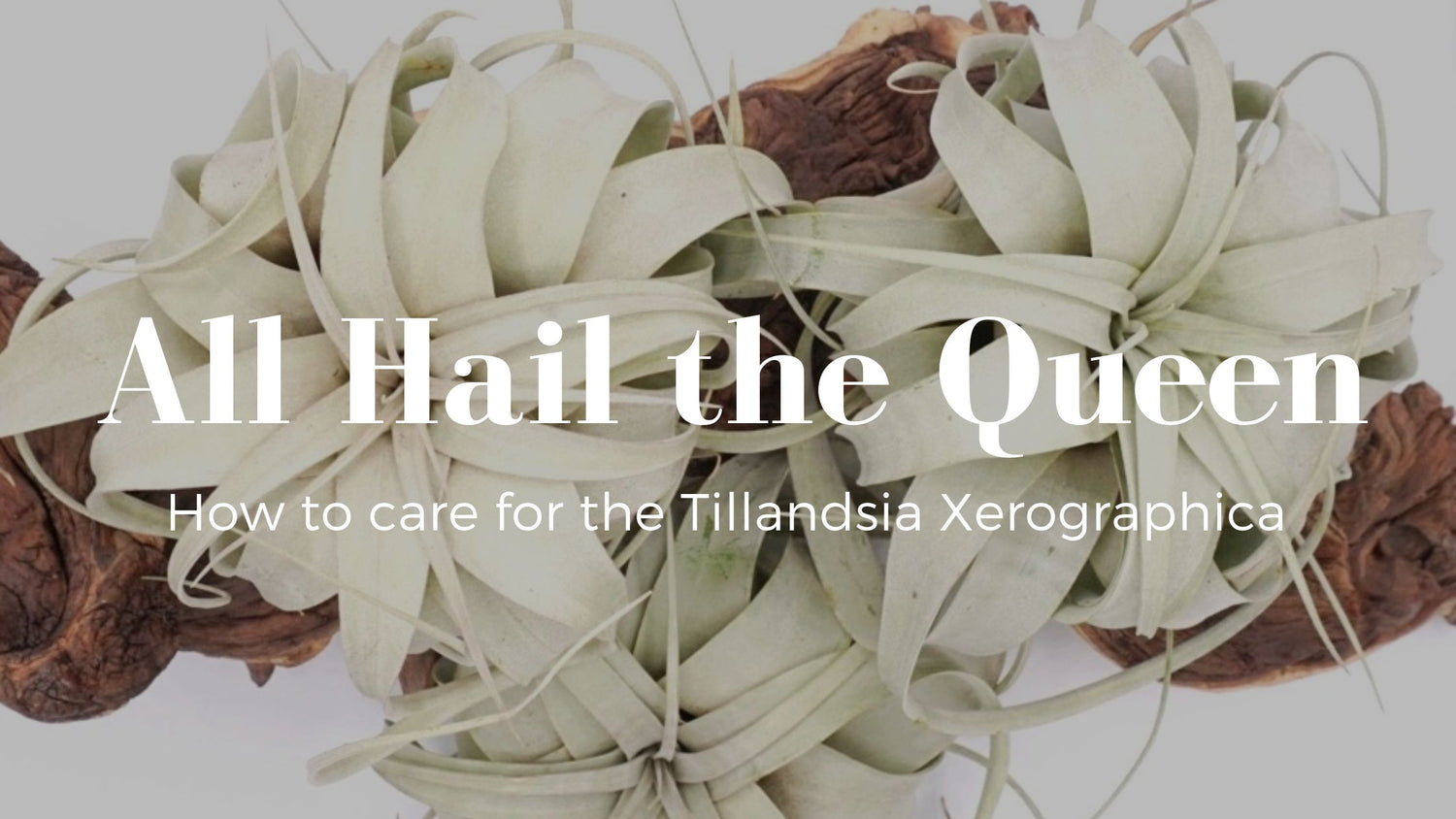A Guide to Caring for Tillandsia Xerographica, the Queen of Airplants ...