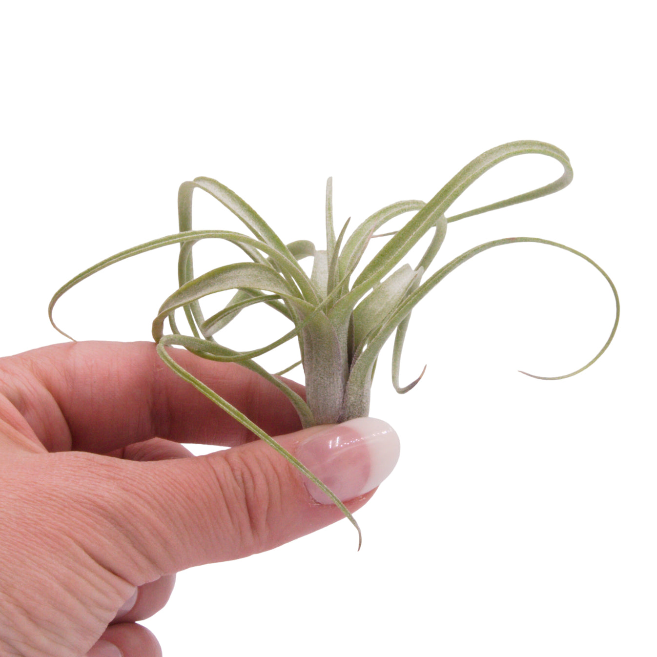 Tillandsia Baileyi x Streptophylla "Sidewinder" – Plant Babies Terrariums