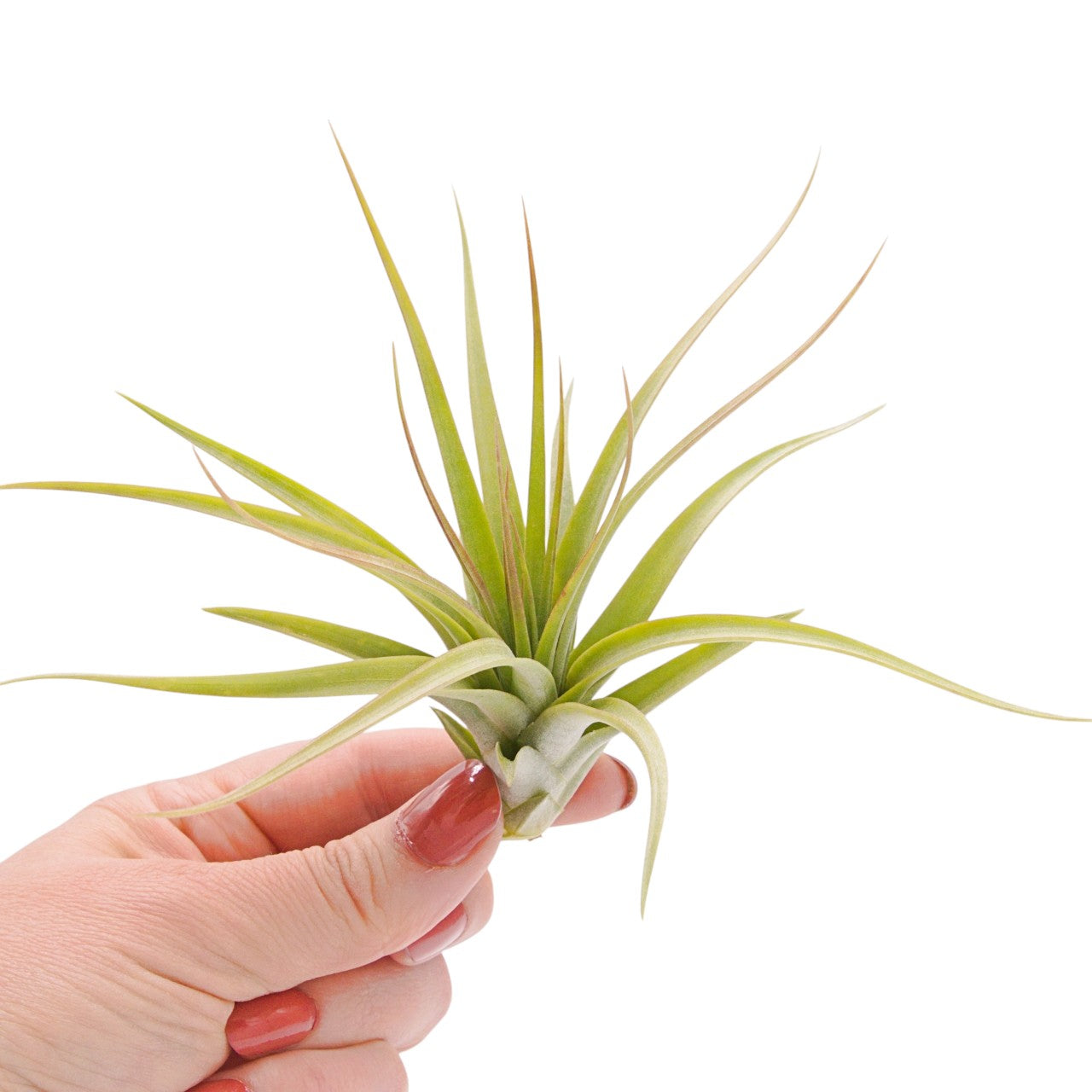 Tillandsia Concolor x Brachycaulos "Sparkler" – Plant Babies Terrariums